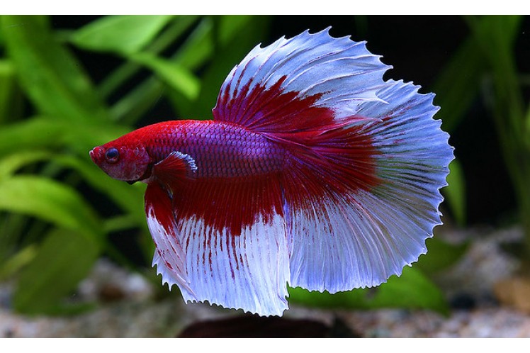 6 Ways to Fix Low Oxygen in a Fish Tank