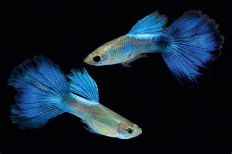 Top 10 Guppy Fish to Buy in Klang, Selangor – Pureline Guppy Guide Malaysia