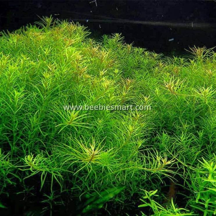 rotala rns