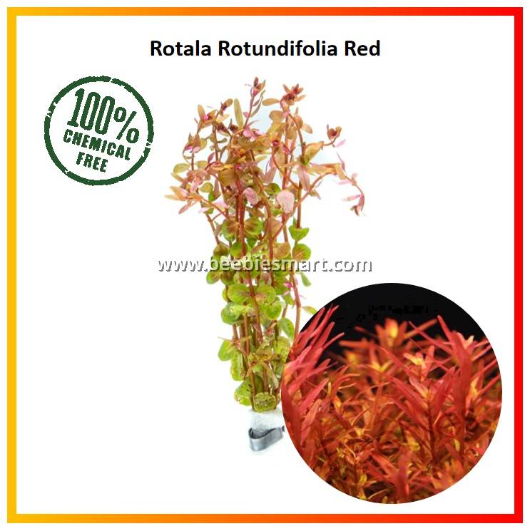 Rotala rotundifolia red