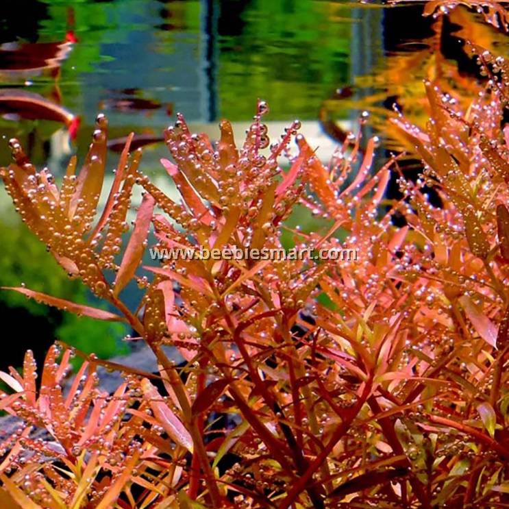 Rotala rotundifolia red