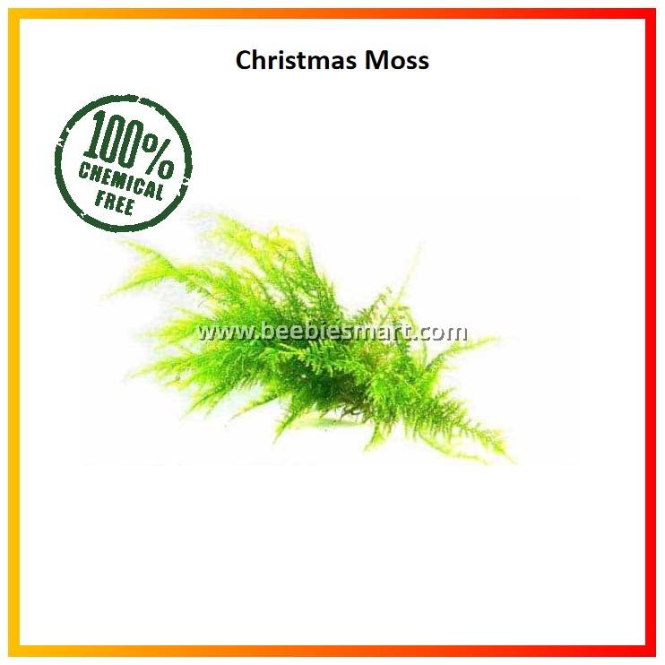 Christmas Moss