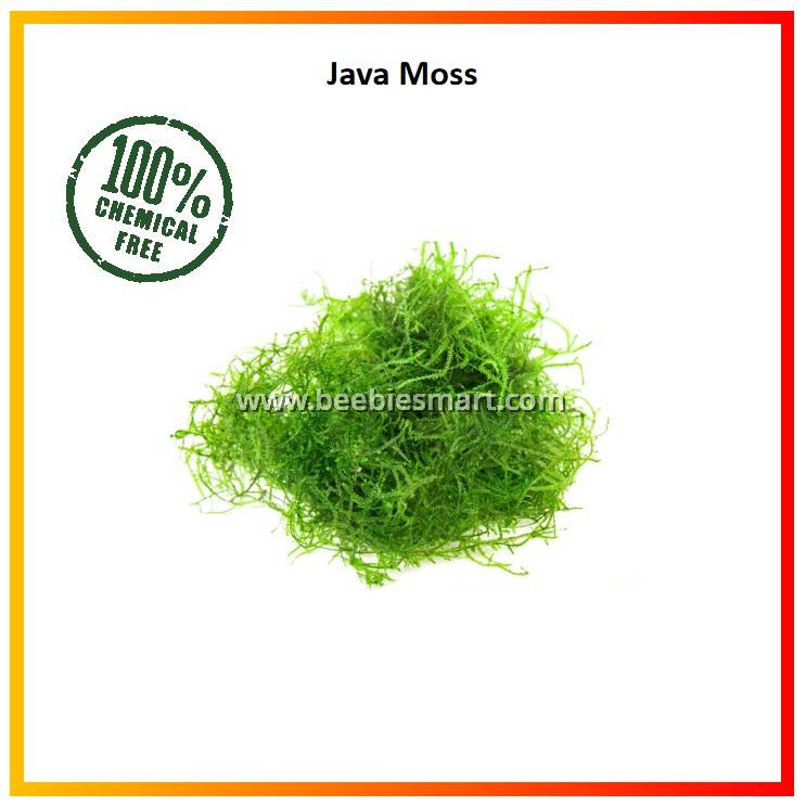 Java Moss