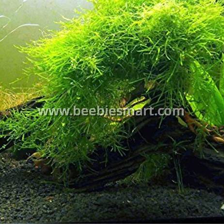 Java Moss