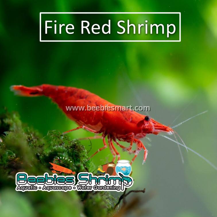 fire-red-shrimp. Buy Caridina & Neocaridina Shrimp in Klang, Selangor ...