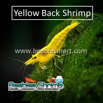Yellow back shrimp