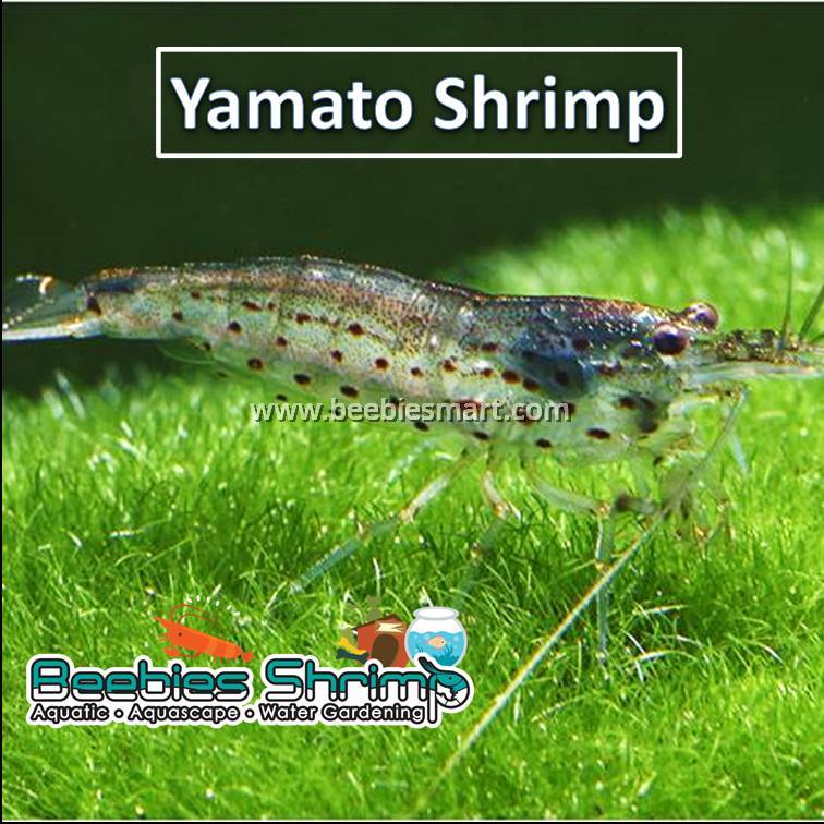 Yamato Amano Shrimp
