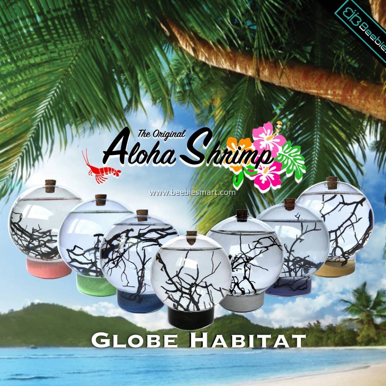 The Original Aloha Shrimp - Globe Habitat: Black