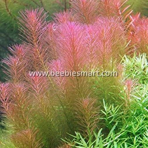 Rotala Wallichii