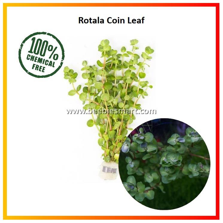 Rotala Coin Leaf