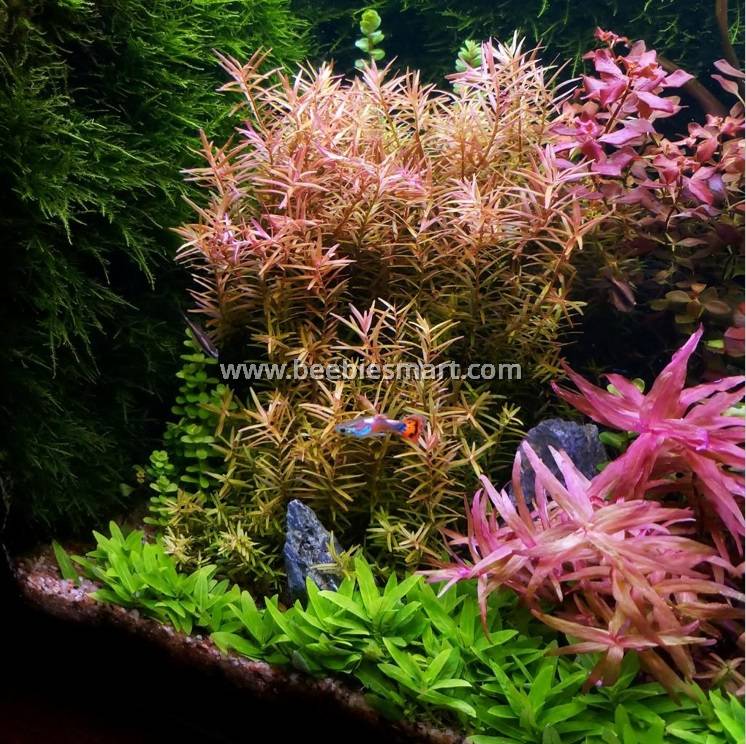 Rotala Hra