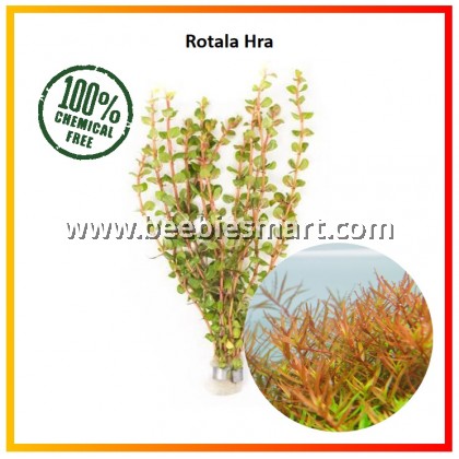 rotala rns