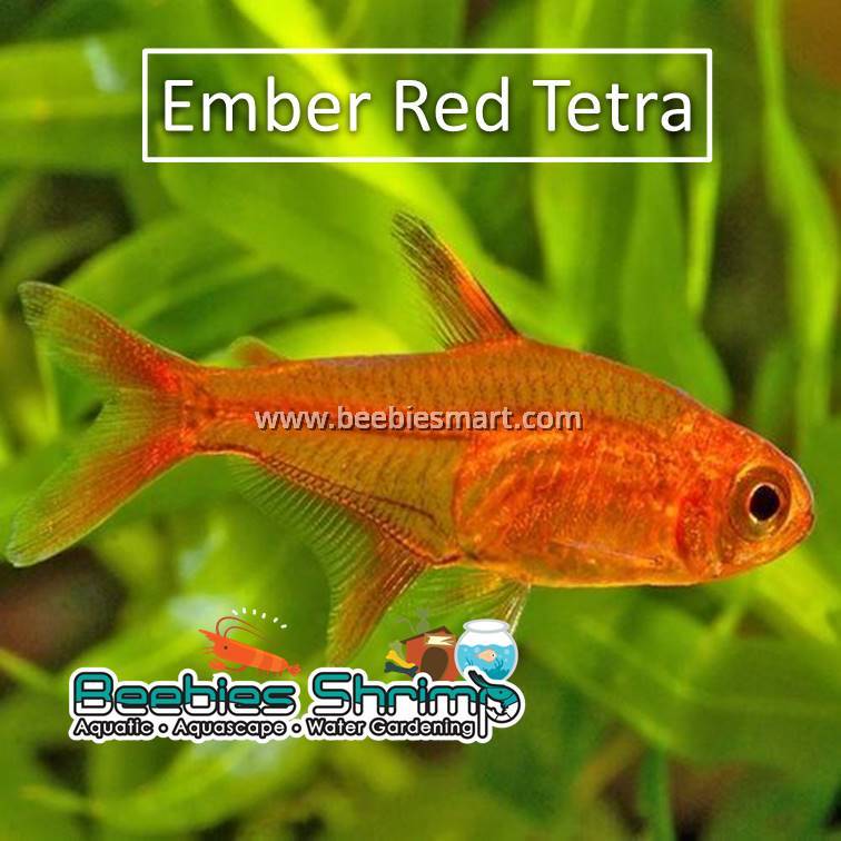 Ember Tetra