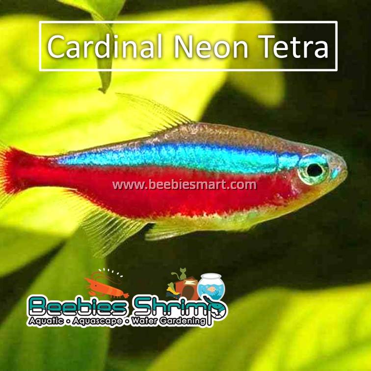 Cardinal Neon Tetra
