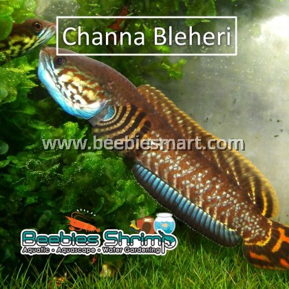 CHANNA BLEHERI. Most Channa fish in Klang. Channa, Toman, Snakehead