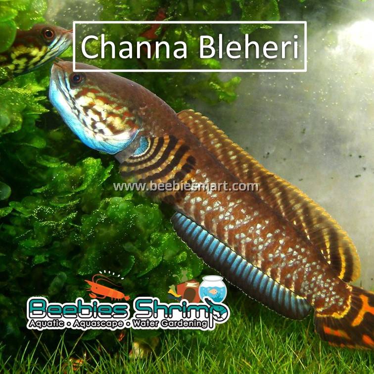 CHANNA BLEHERI. Most Channa fish in Klang. Channa, Toman, Snakehead