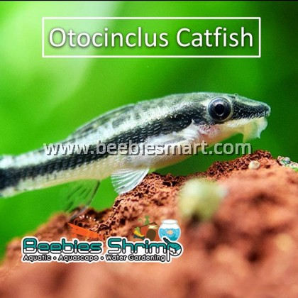 OTOCINCLUS CATFISH (OTTO FISH)