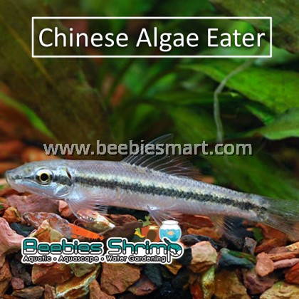 CHINESE ALGAE EATER