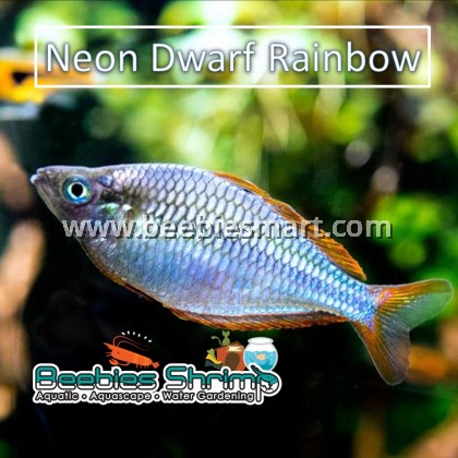 NEON DWARF RAINBOW FISH