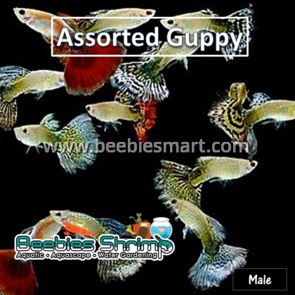 Yellow Assorted Guppy