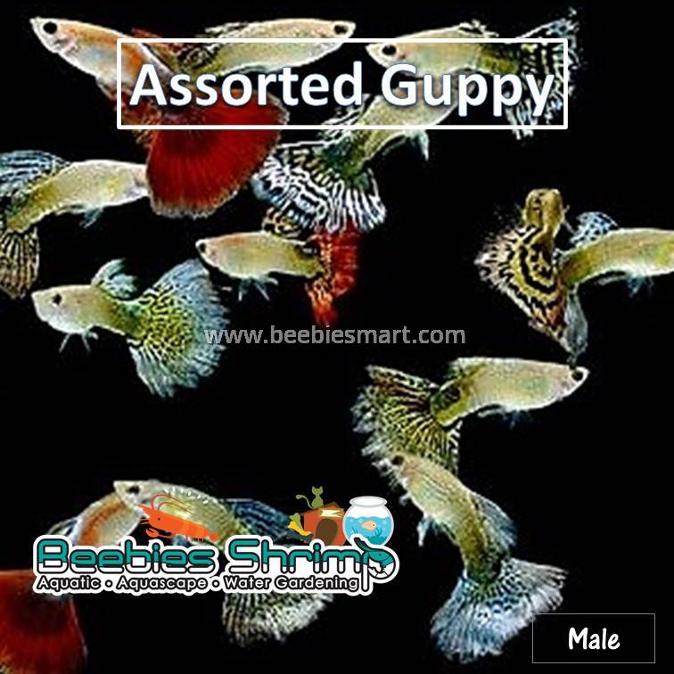 Buy Pureline Guppy Fish in Klang, Selangor | Guppy Fish Shop Malaysia ...