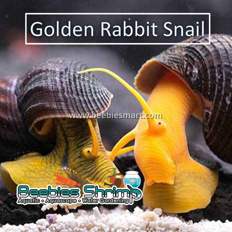 GOLDEN RABBIT SNAIL