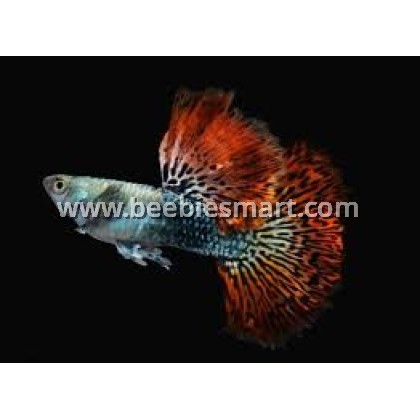 Big Ear Mosaic Dumbo Guppy