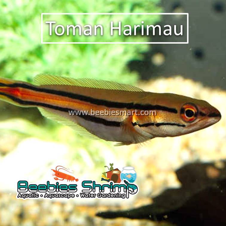 Toman Harimau- Most Channa fish in Klang. Channa, Toman, Snakehead