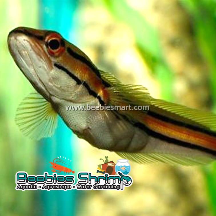Toman Harimau- Most Channa fish in Klang. Channa, Toman, Snakehead