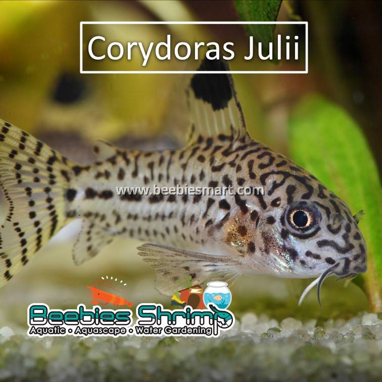 Corydoras Julii