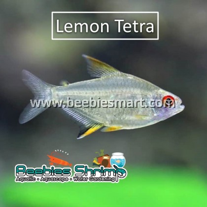 Lemon Tetra