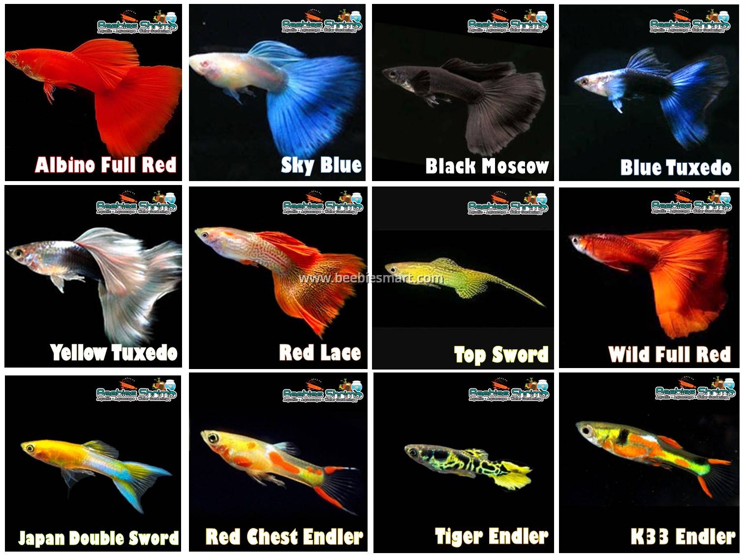 Guppy Price List at Jean Shinn blog