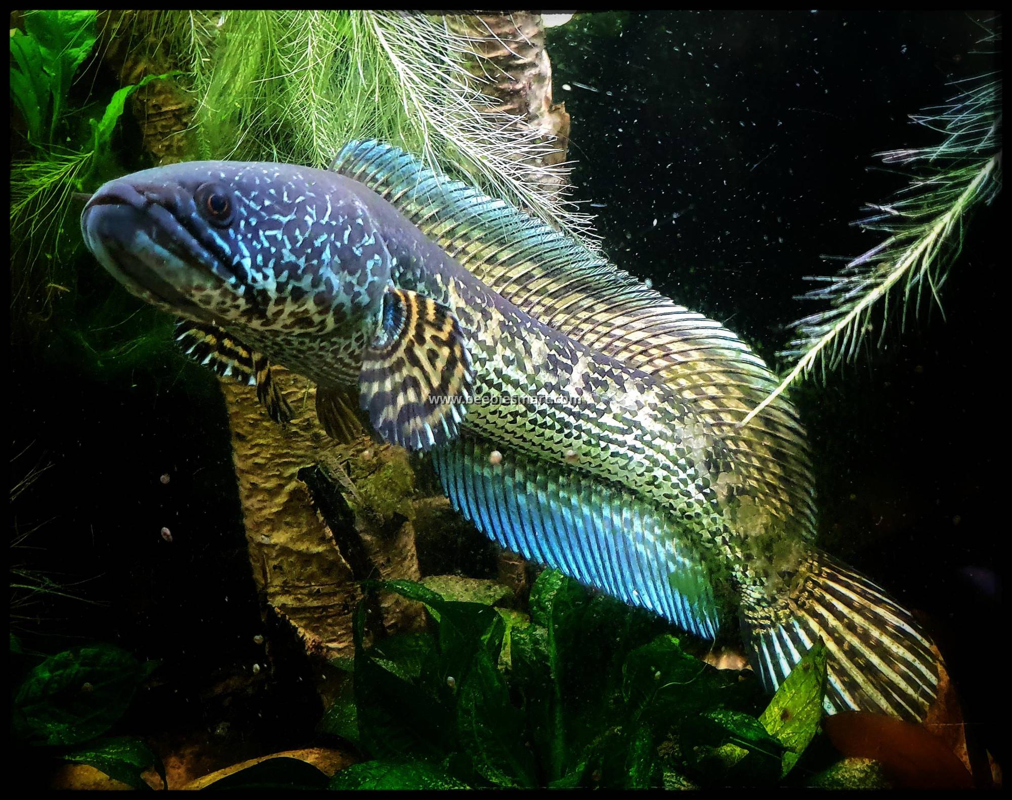 Channa Fish Malaysia for sale