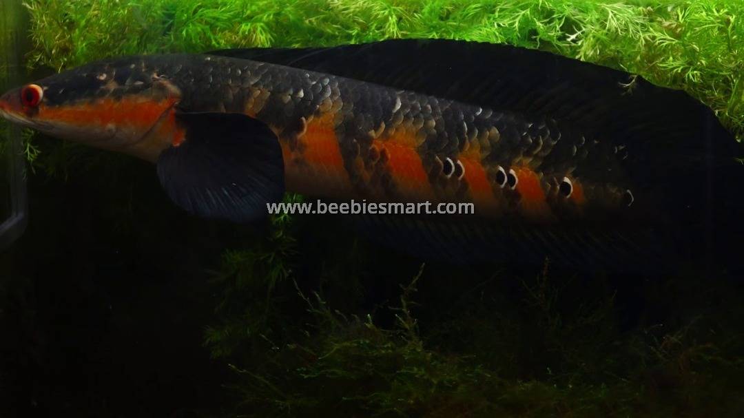 Channa Fish Malaysia for sale