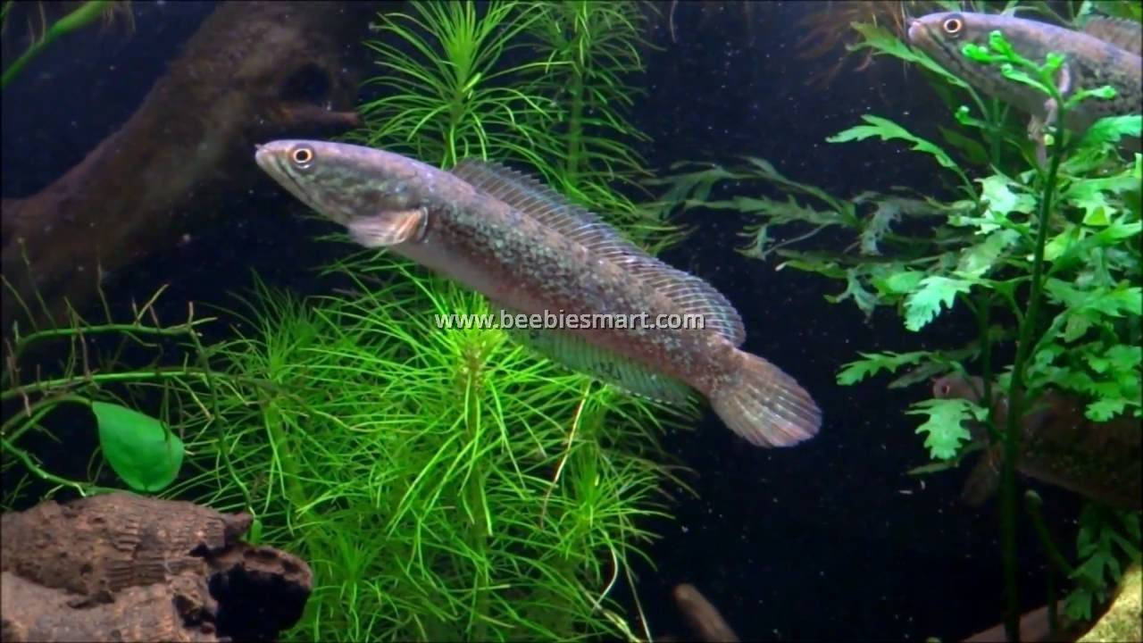 Channa Fish Malaysia for sale