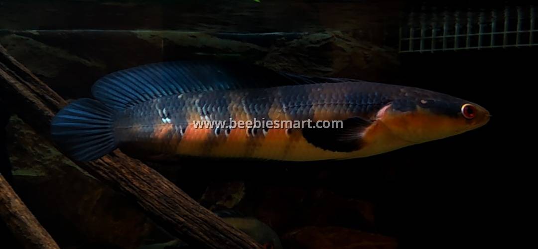 Channa Fish Malaysia for sale