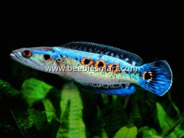 Channa Fish Malaysia for sale