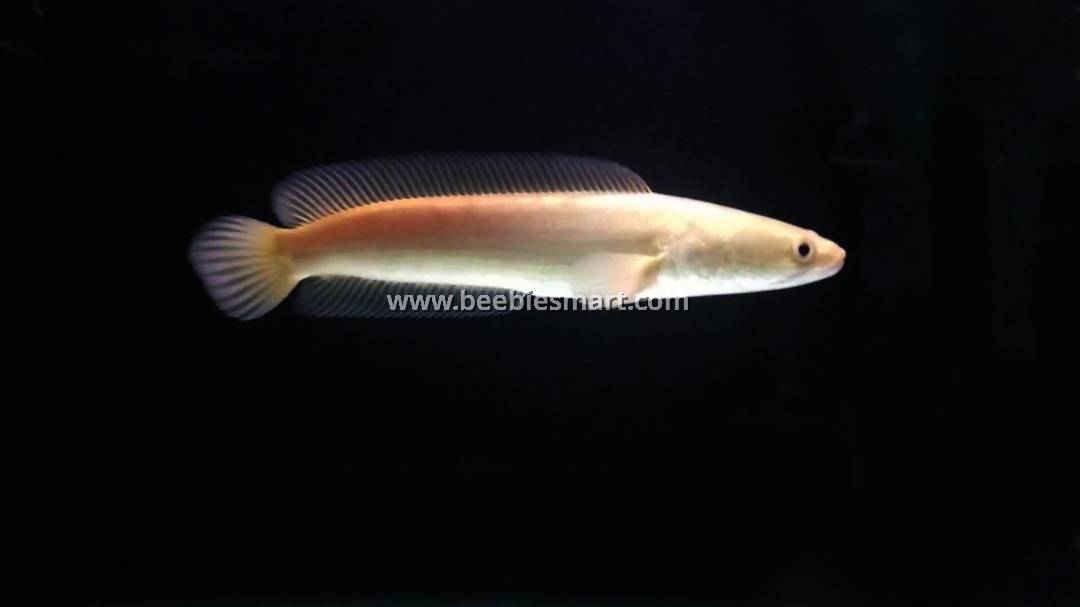 Channa Fish Malaysia for sale