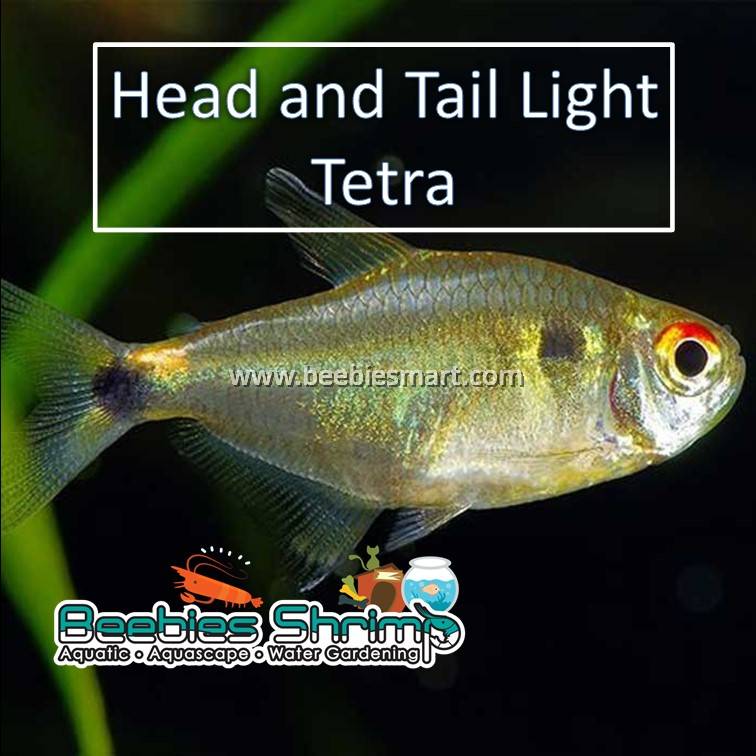 Head And Tail Light Tetra