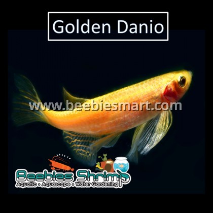 Golden Danio