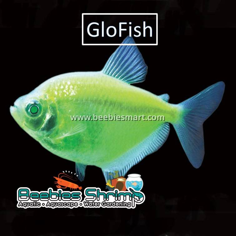 Glofish Eggs