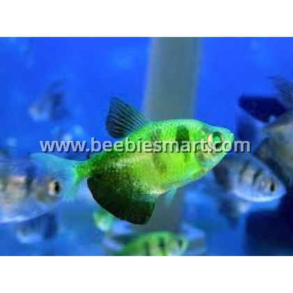 glofish breeding behavior