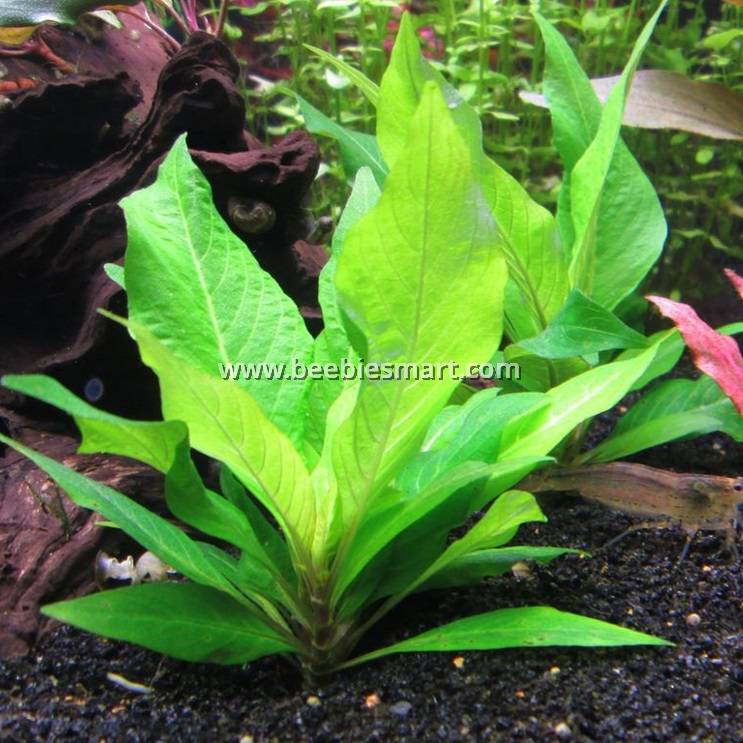 Hygrophila Corymbosa Compacta ( LAVAS AQUAPLANT )
