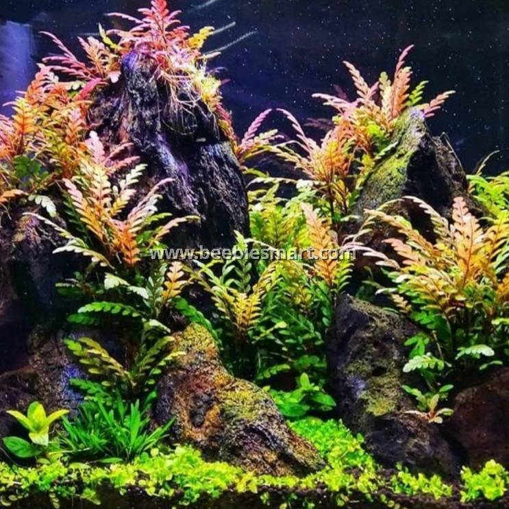 Hygrophila Pinnatifida ( LAVAS AQUAPLANT )