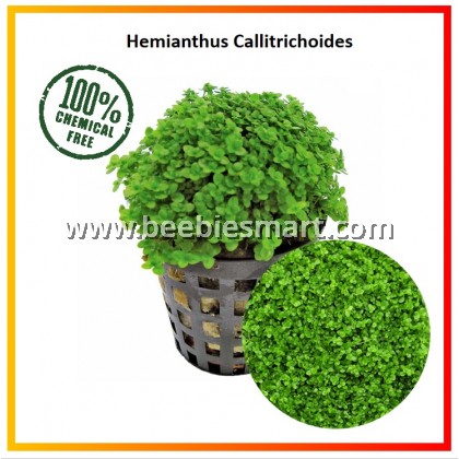 Hemianthus Callitrichoides 'Mini HC Cuba' - Fore Ground Carpet Plants