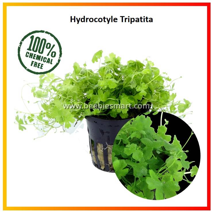 Hydrocotyle Tripartita 'Japan' ( LAVAS AQUAPLANT )