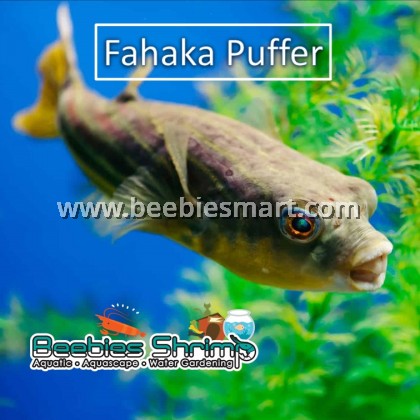 Fahaka Puffer