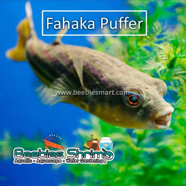 Fahaka Puffer