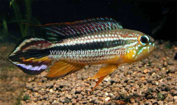 Apistogramma Agassizii Tefe Red Back