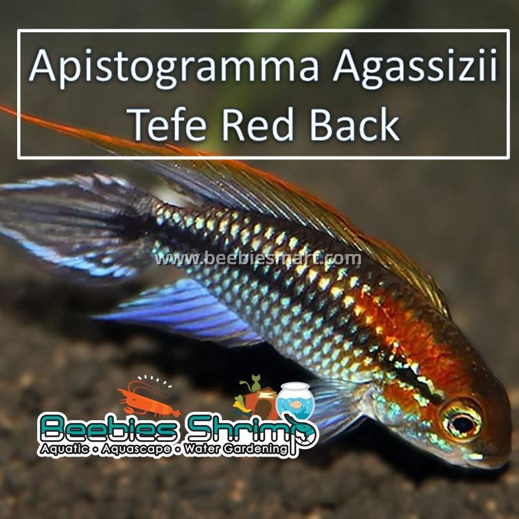 Apistogramma Agassizii Tefe Red Back